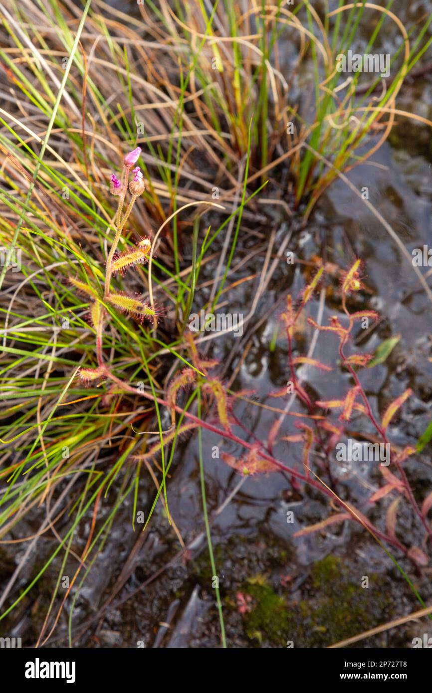Liniflora hi-res stock photography and images - Alamy