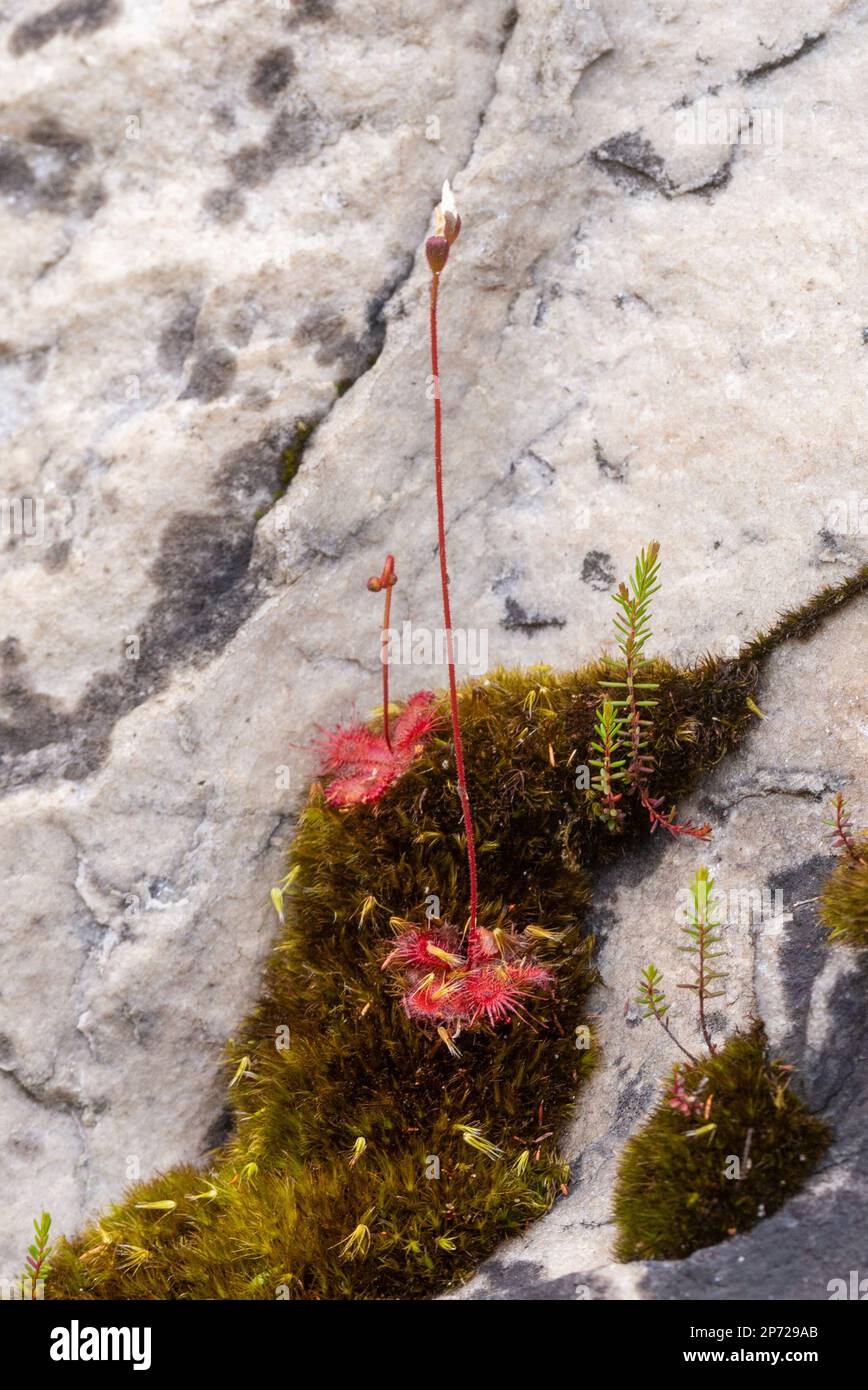 Some Drosera trinervia growing in a small patch of vegetation amongst ...