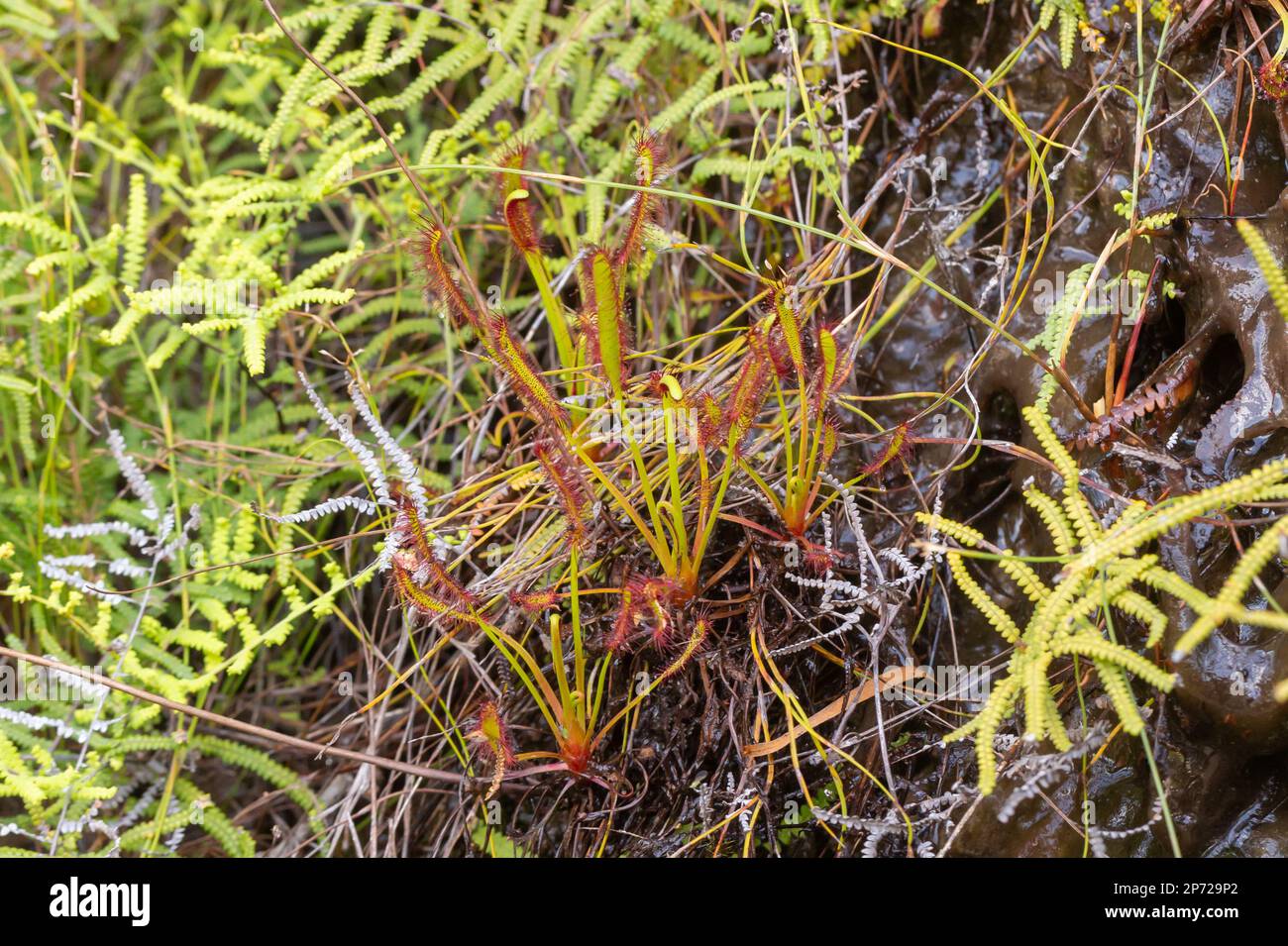 Some Cape Sundews (Drosera capensis) in the Bain's Kloof Stock Photo ...