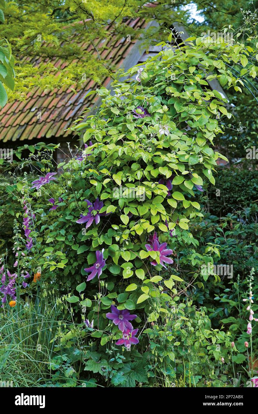 Climbing purple flowers hi-res stock photography and images - Alamy