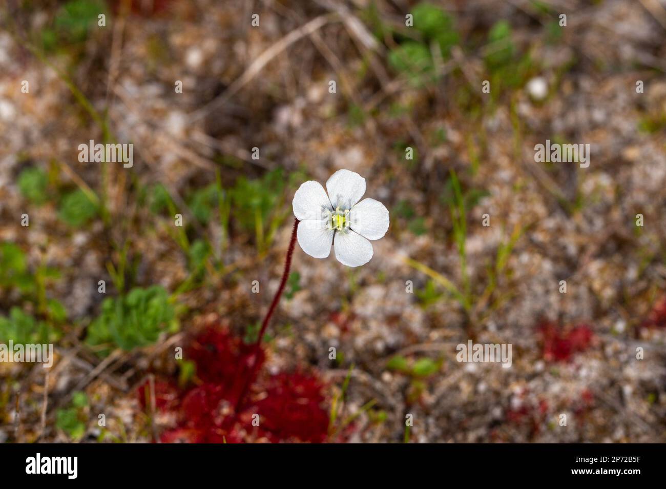 white flower of Drosera trinervia, taken in natural habitat near ...