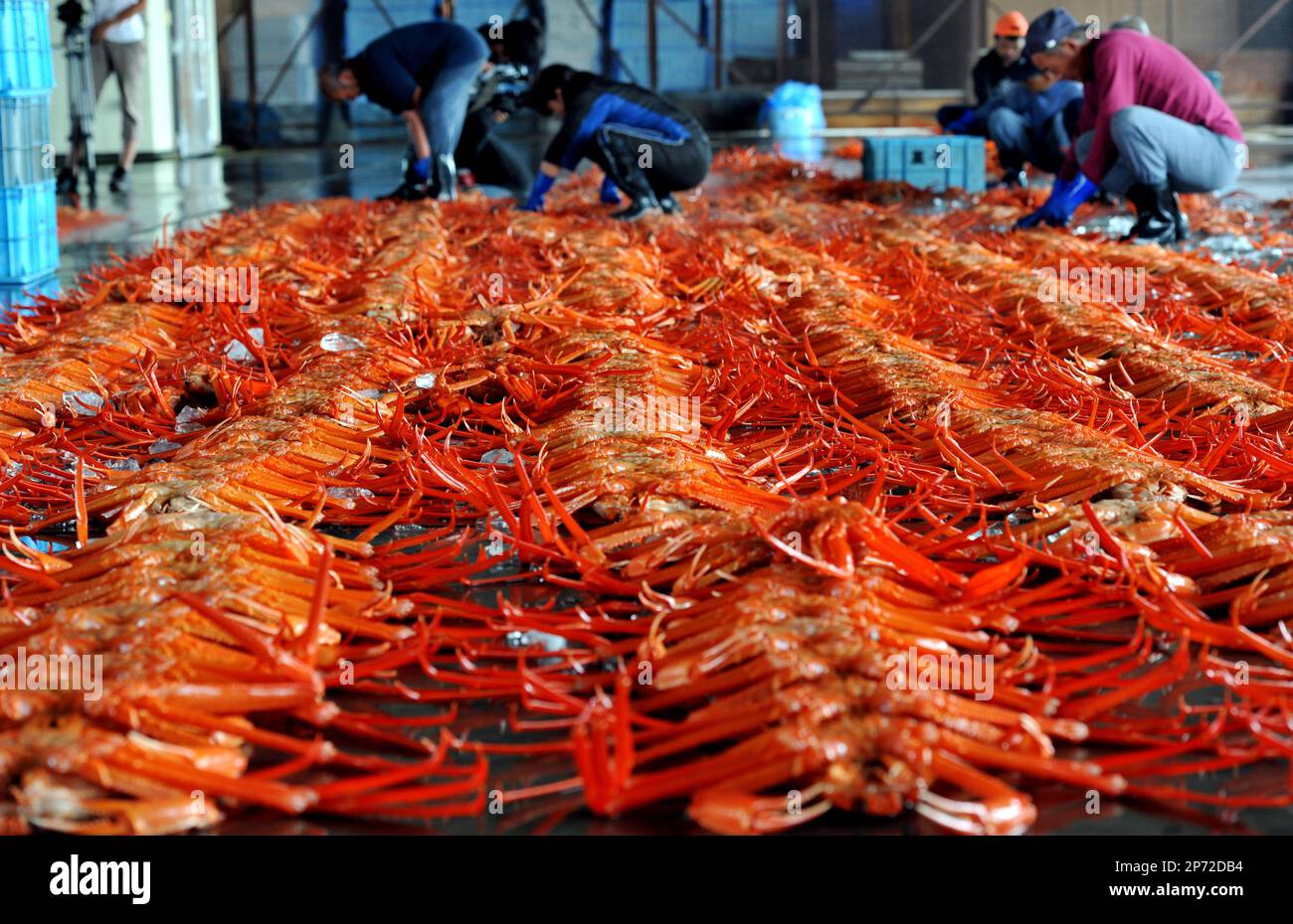 Red-colored snow crab are landed and lined up for the first time this ...