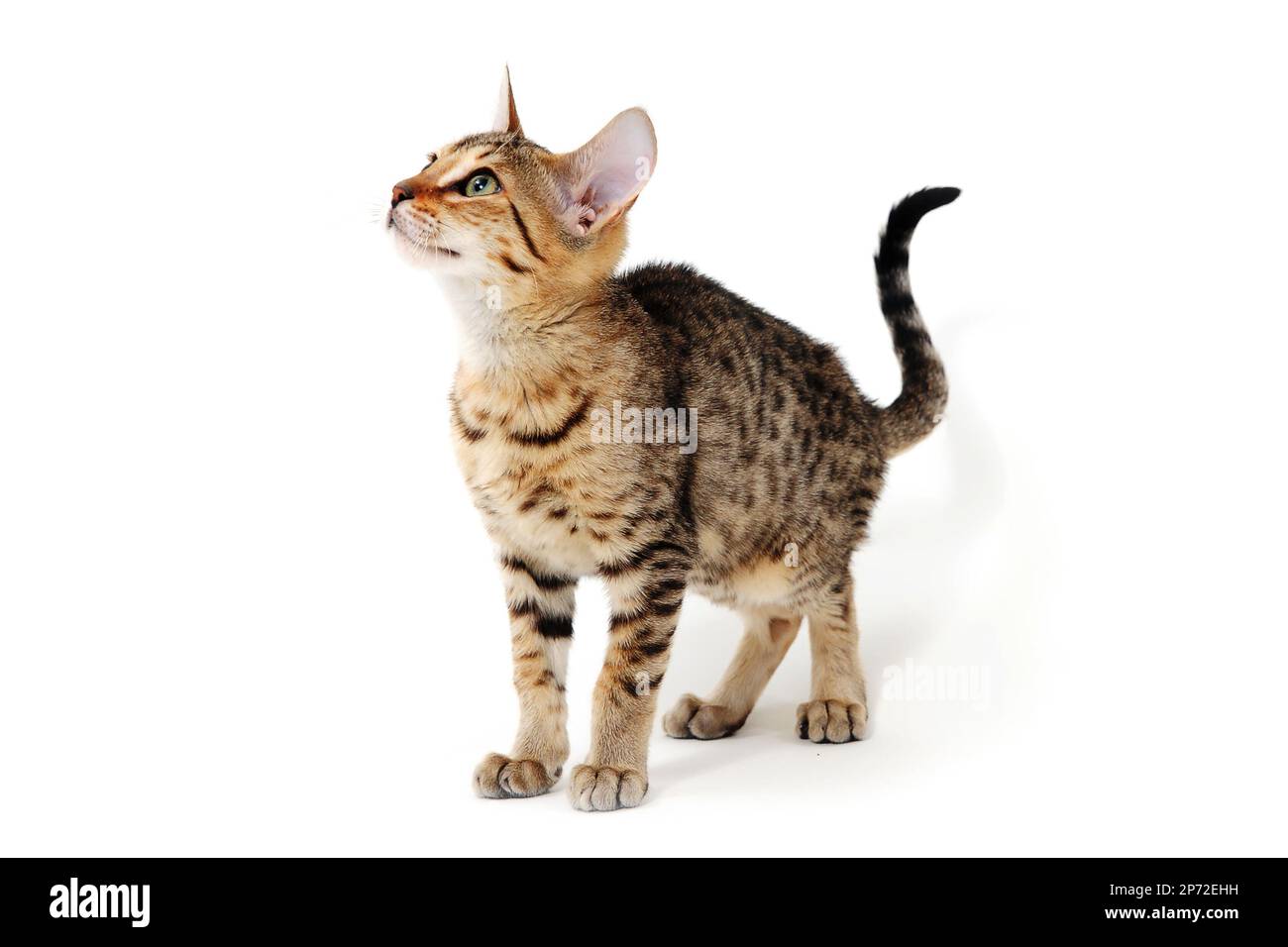 Purebred smooth-haired cat on a white isolated background Stock Photo ...