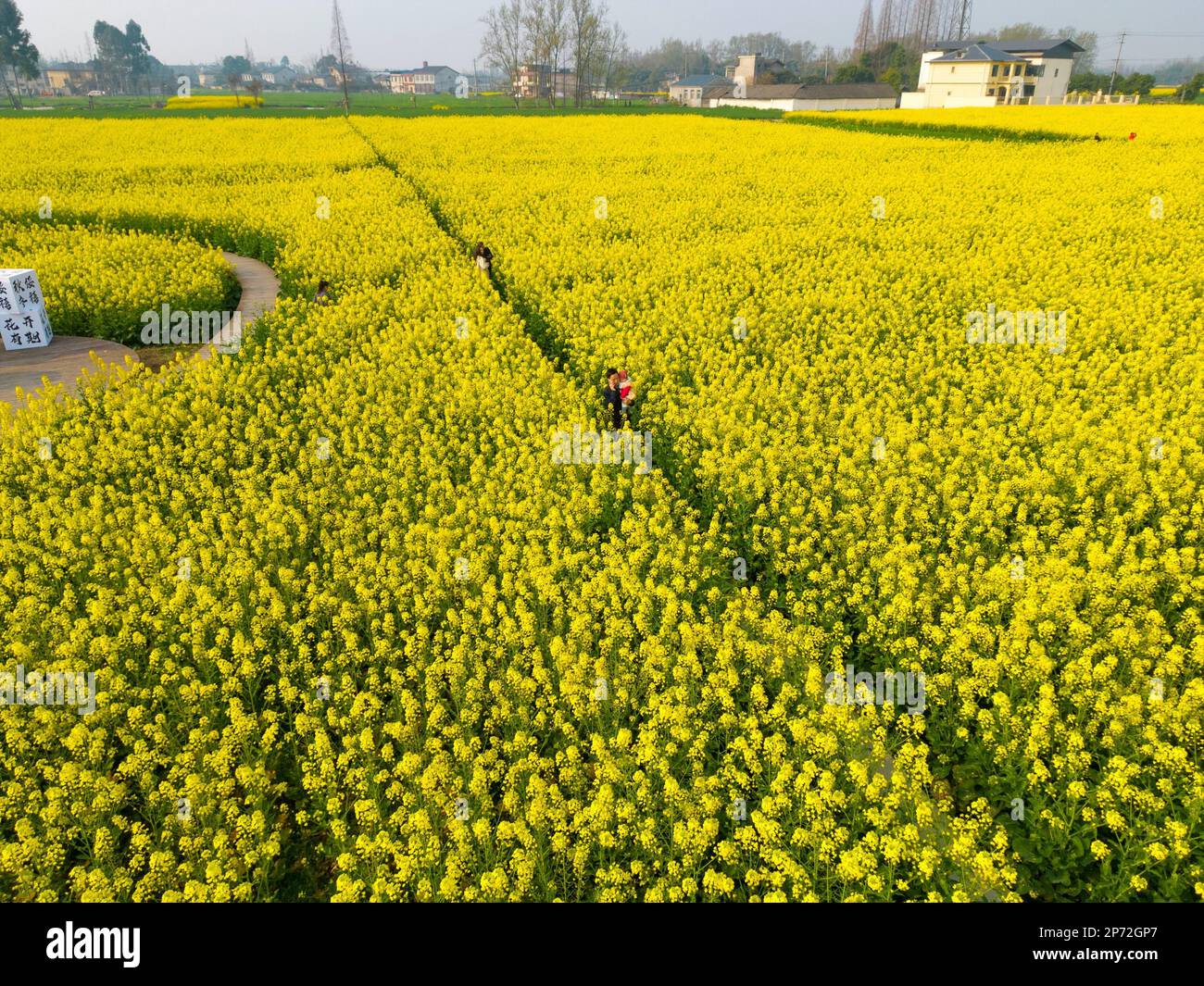 Aerial photo shows the blooming rapeseed flower field in Chengdu City ...