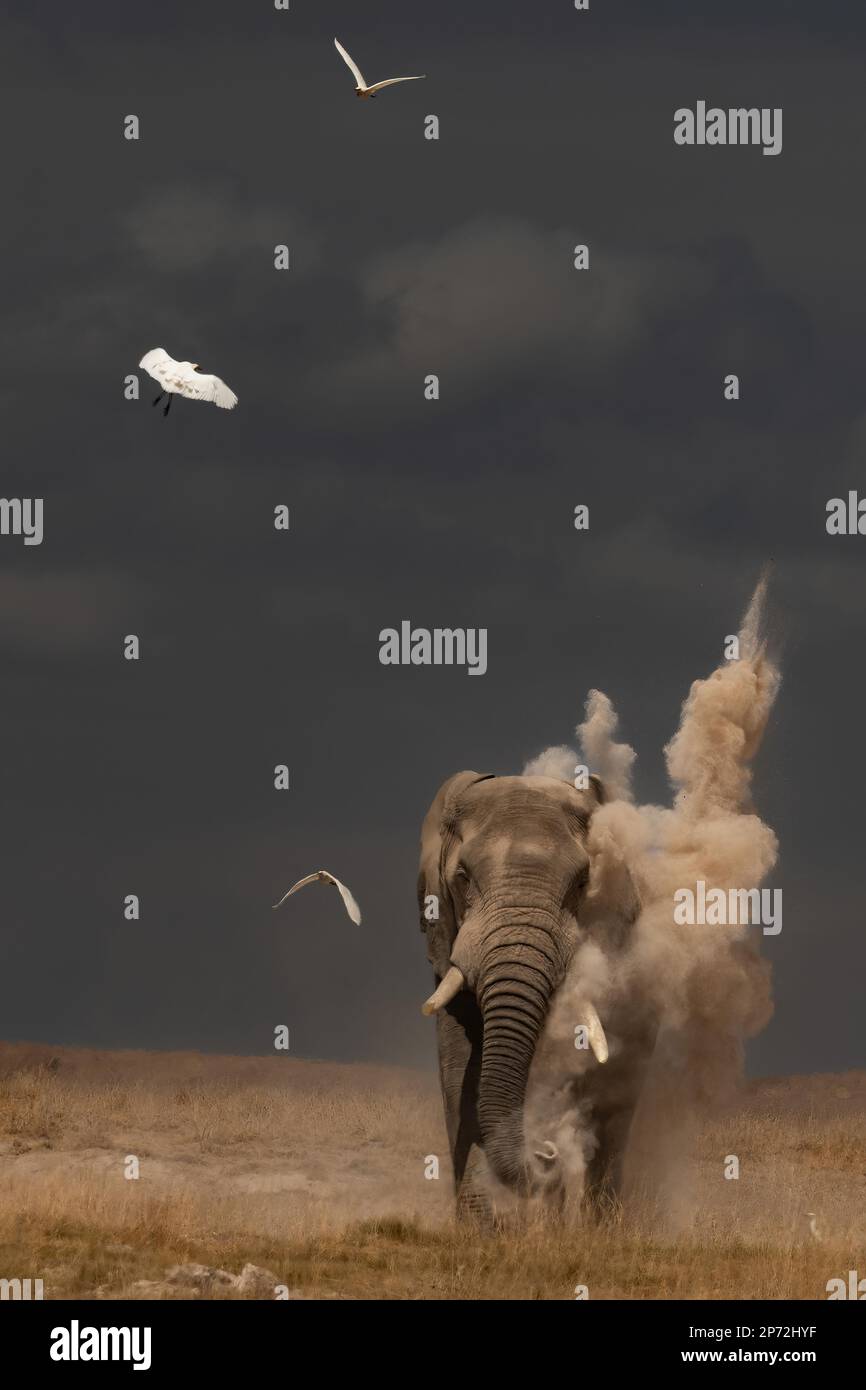 Elephants and dust Kenya Stock Photo - Alamy