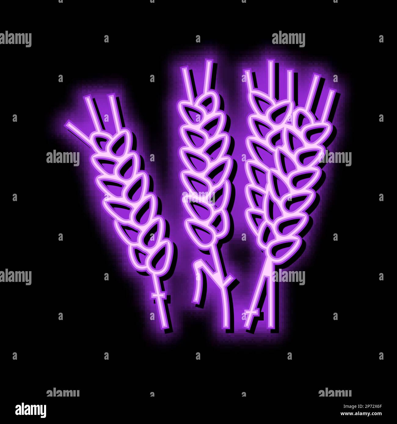 ear barley neon glow icon illustration Stock Vector Image & Art - Alamy