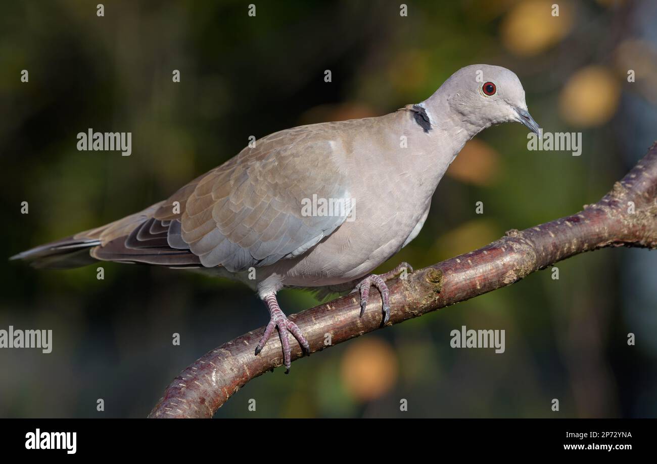 Eurasian Collared Dove (Streptopelia decaocto) perched on fruit tree in ...