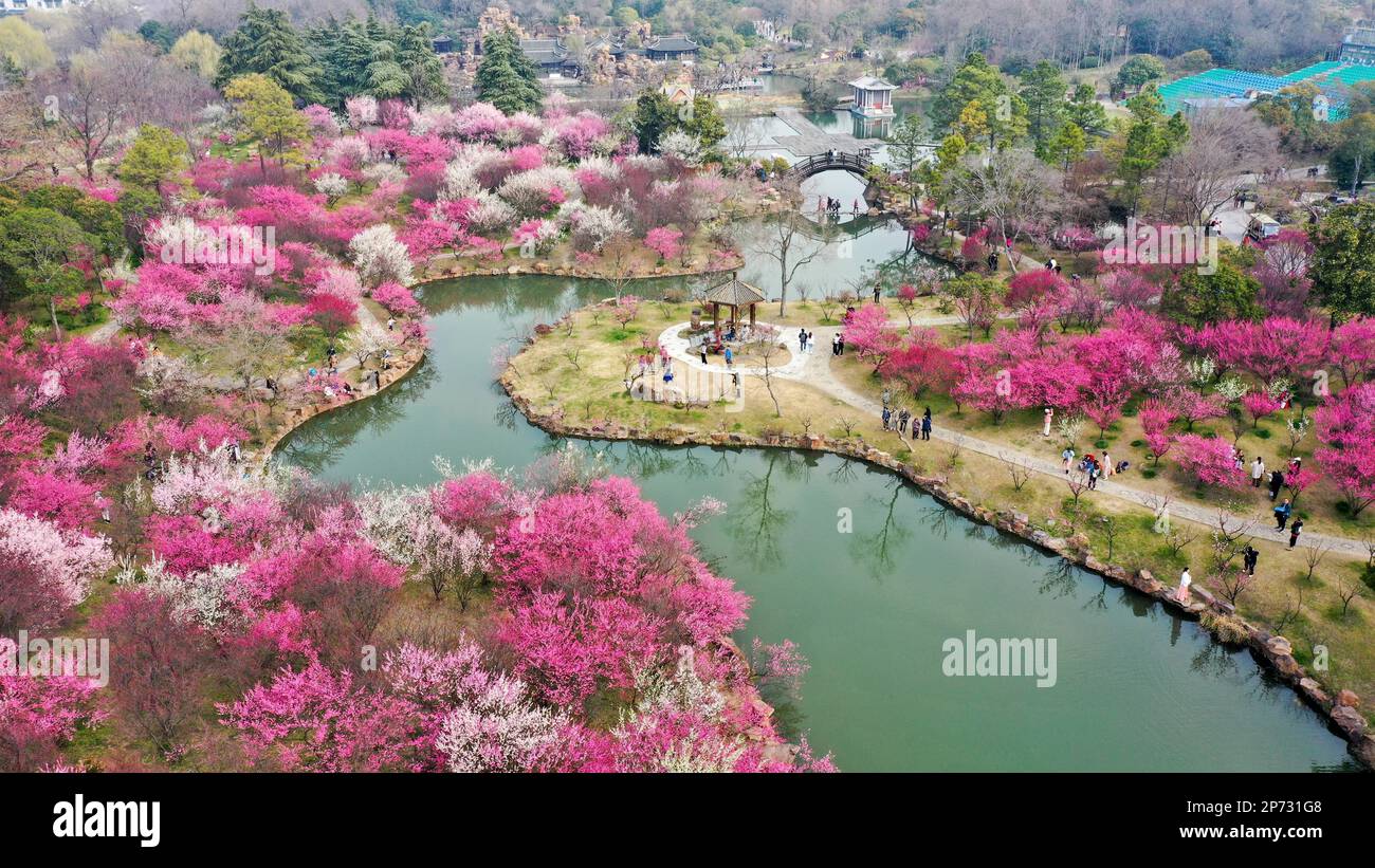 Aerial photo shows many tourists enjoying the beautiful spring scenery ...