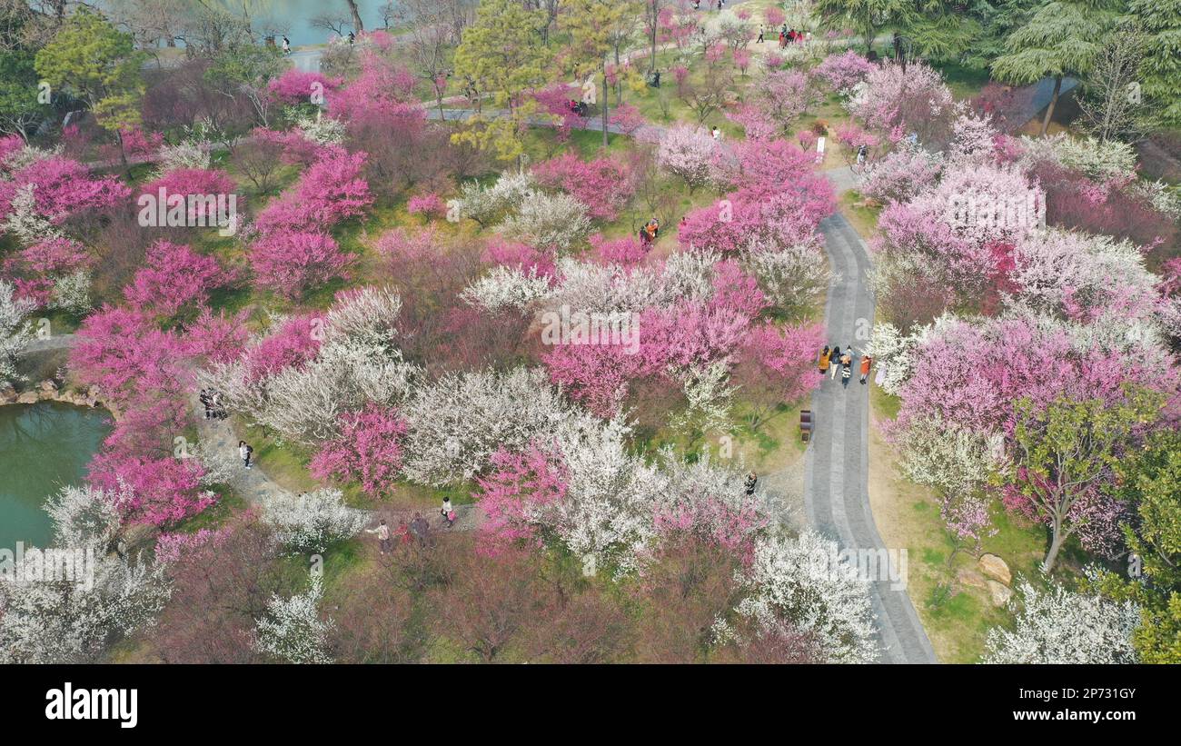 Aerial photo shows many tourists enjoying the beautiful spring scenery ...