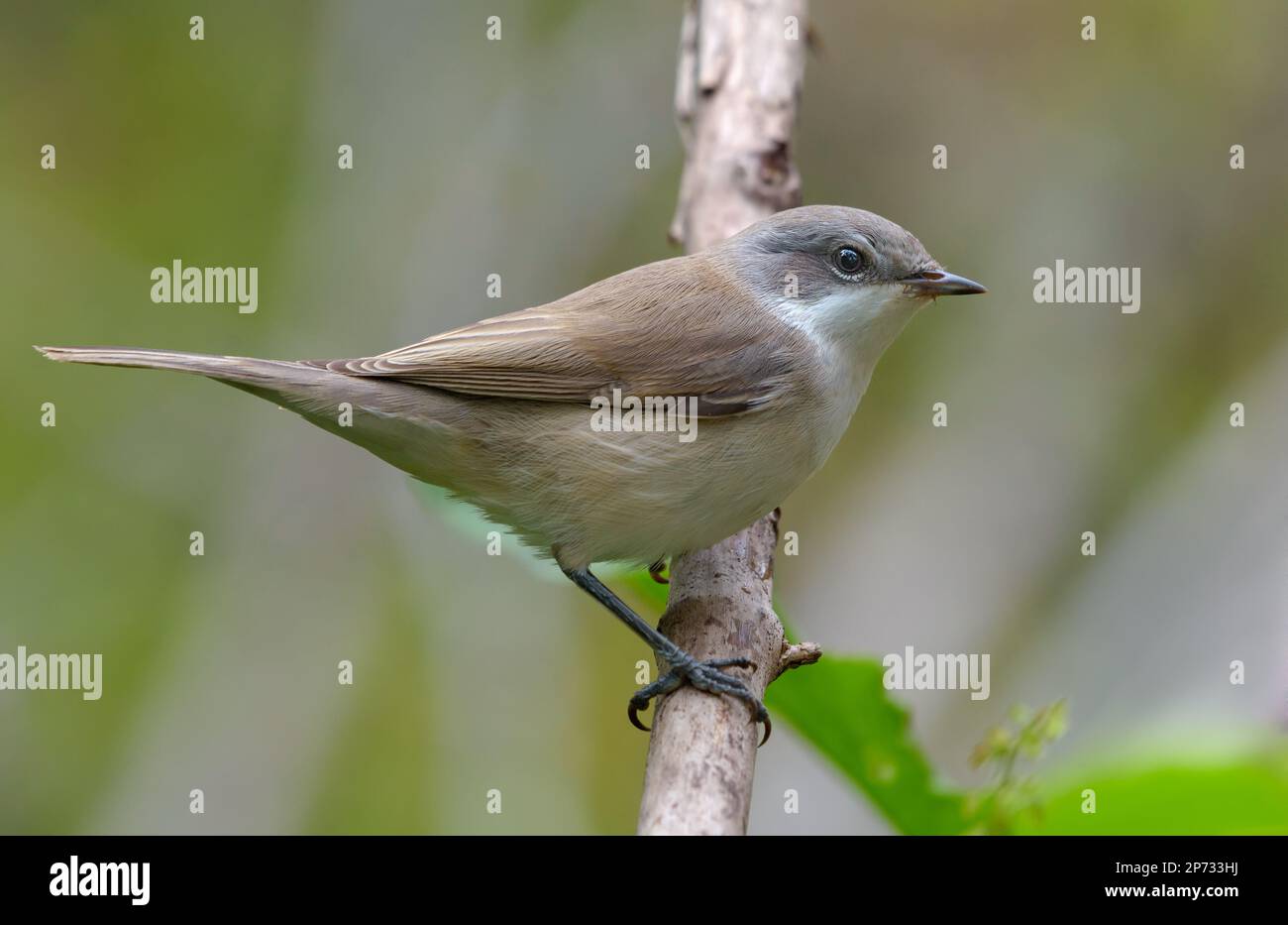 Lesser whitethroat (Curruca curruca) sitting and posing on some aged ...