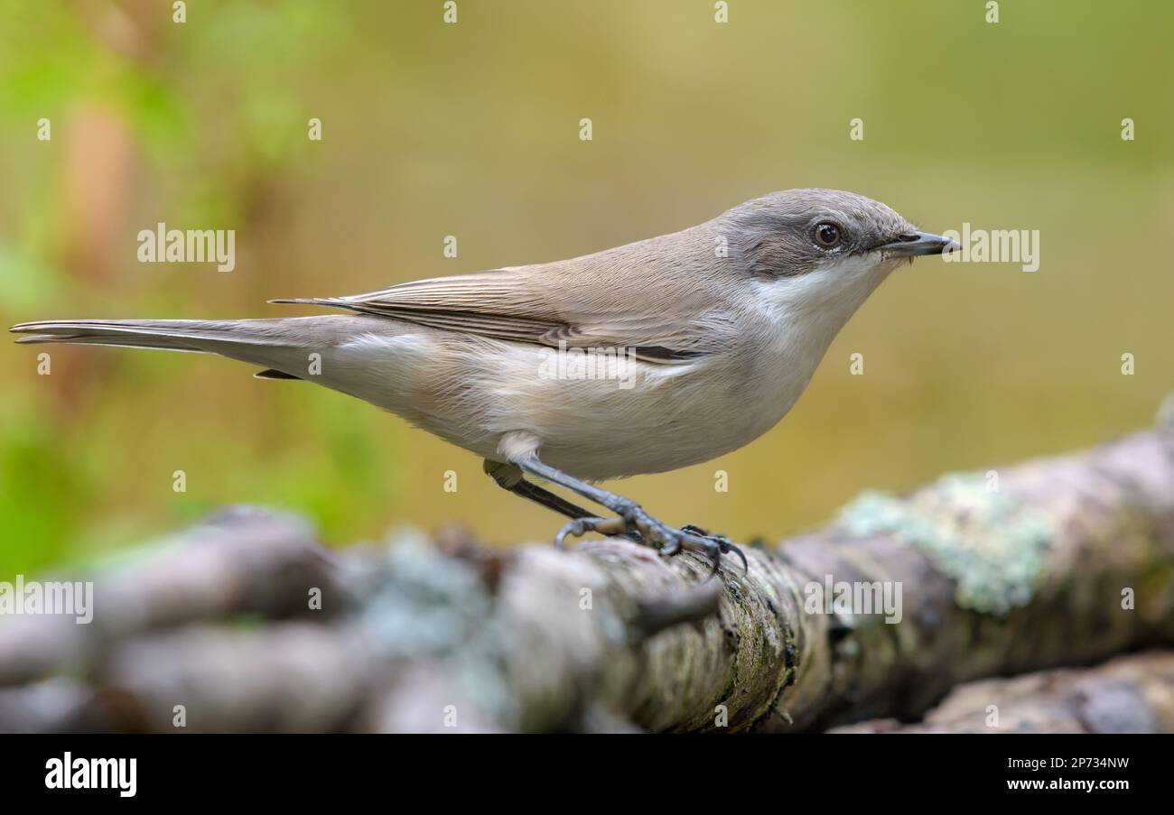 Tight shot of Lesser whitethroat (Curruca curruca) perched on fallen ...
