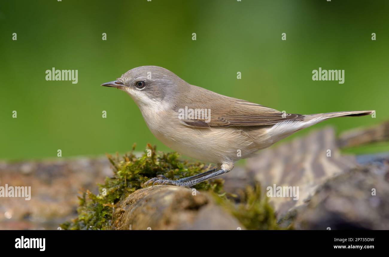 Lesser whitethroat (Curruca curruca) posing near a mossy water pond in ...