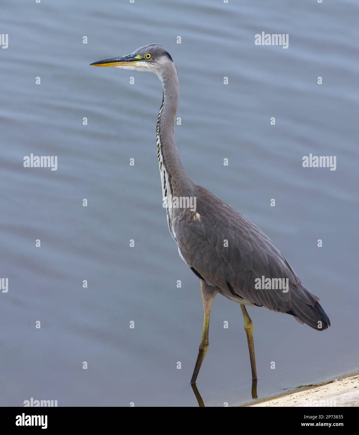 Young bird stands in shallow water hi-res stock photography and images ...