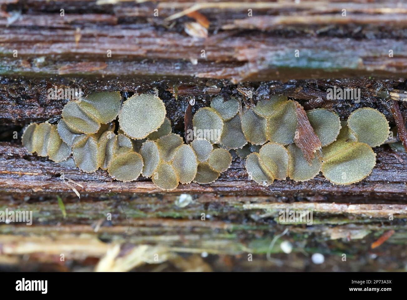 Ascobolus lignatilis, a cup fungus from Finland, no common English name ...