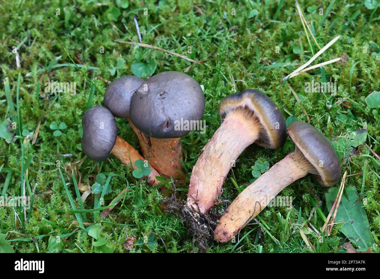 Rusojalkanuljaska hi-res stock photography and images - Alamy