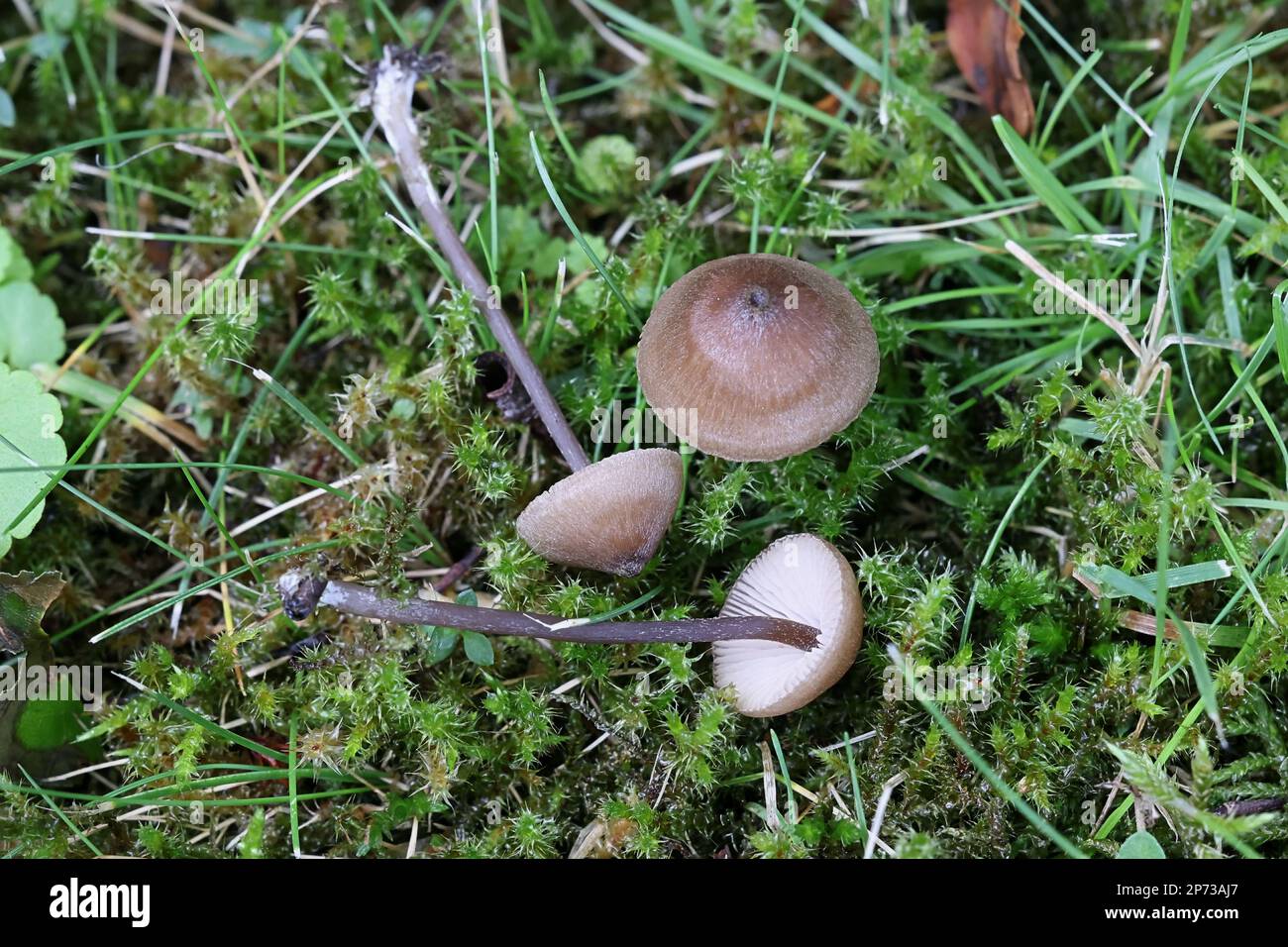 Entoloma infula, a pinkgill mushroom from Finland, no common English ...