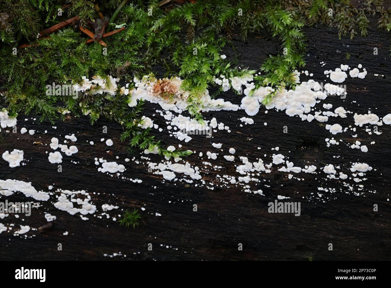 Steccherinum nitidum hi-res stock photography and images - Alamy