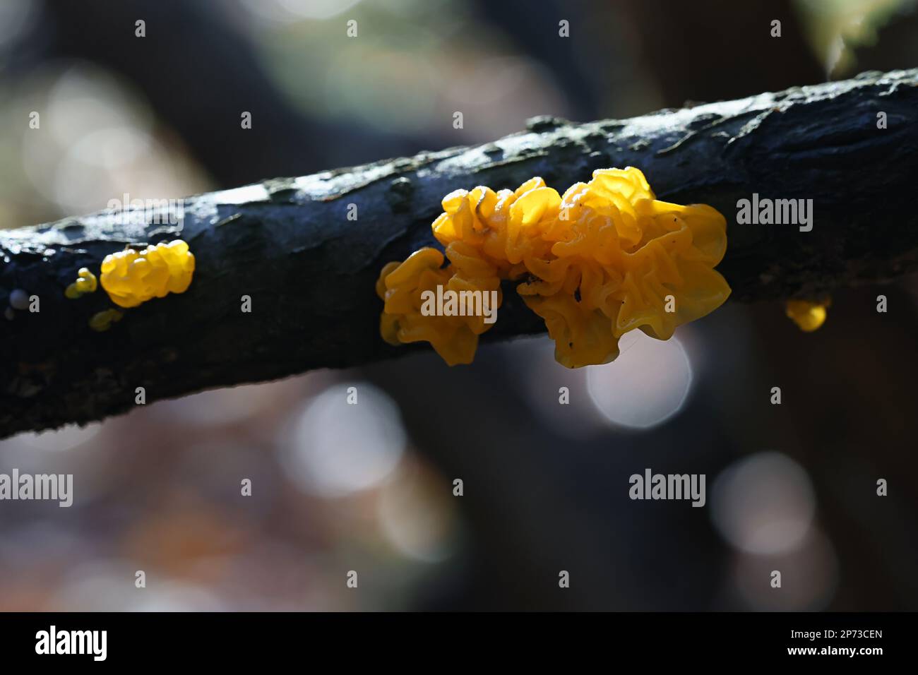 Tremella mesenterica, known as yellow brain, golden jelly fungus ...