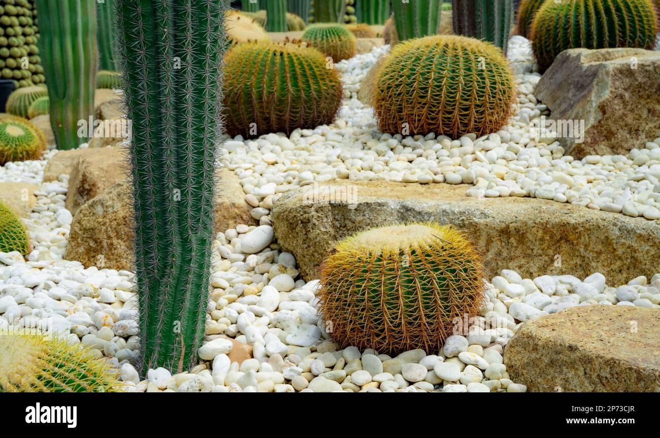 Cactus garden. Green cactus tree. Desert plant. Elephant cactus and ...