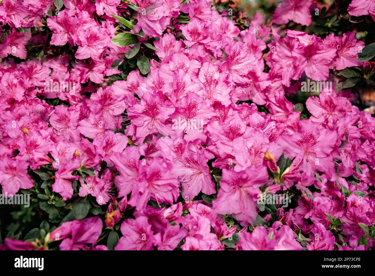 Blooming hybrid Azalia Rhododendron hybridum selection in greenhouse ...