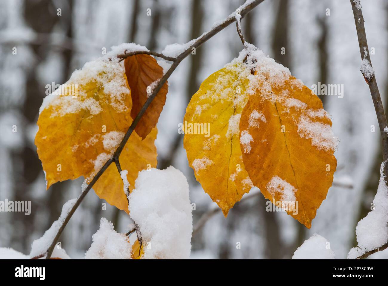 Dry leaves on branches of hornbeam during winter snowfall Stock Photo ...