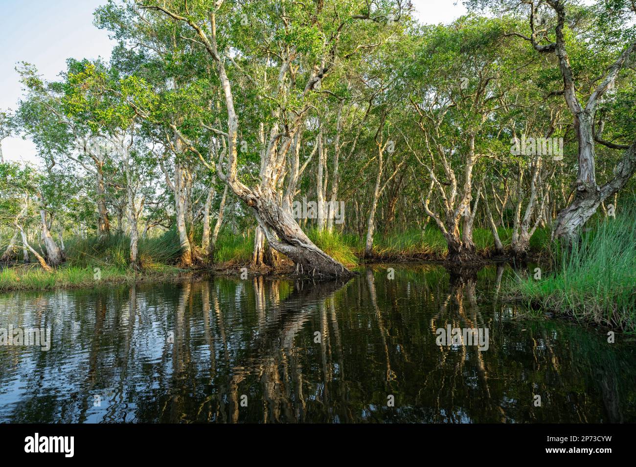Freshwater Wetland Tree Wetlands