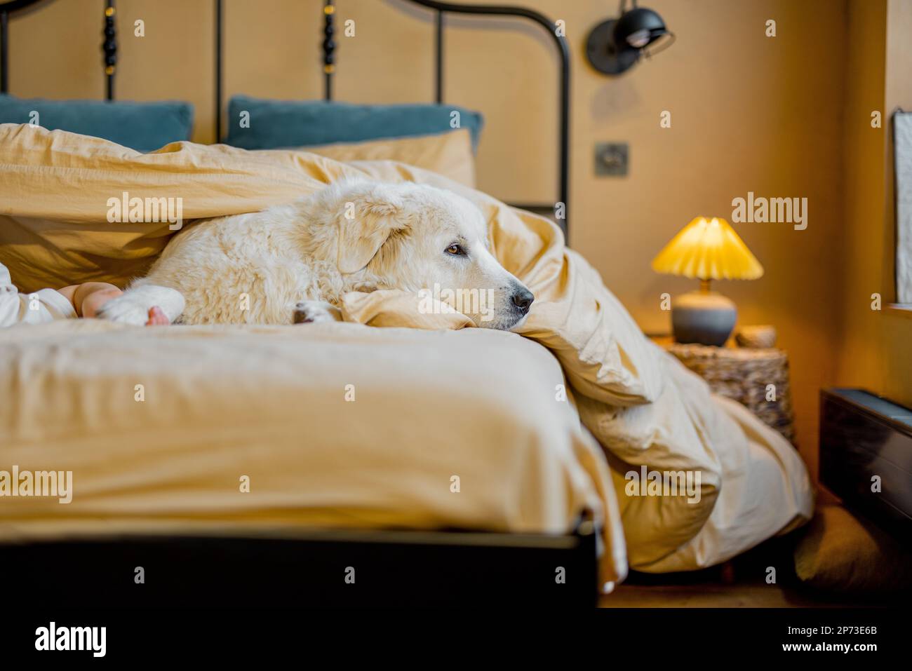 Adorable white dog lying on bed Stock Photo - Alamy