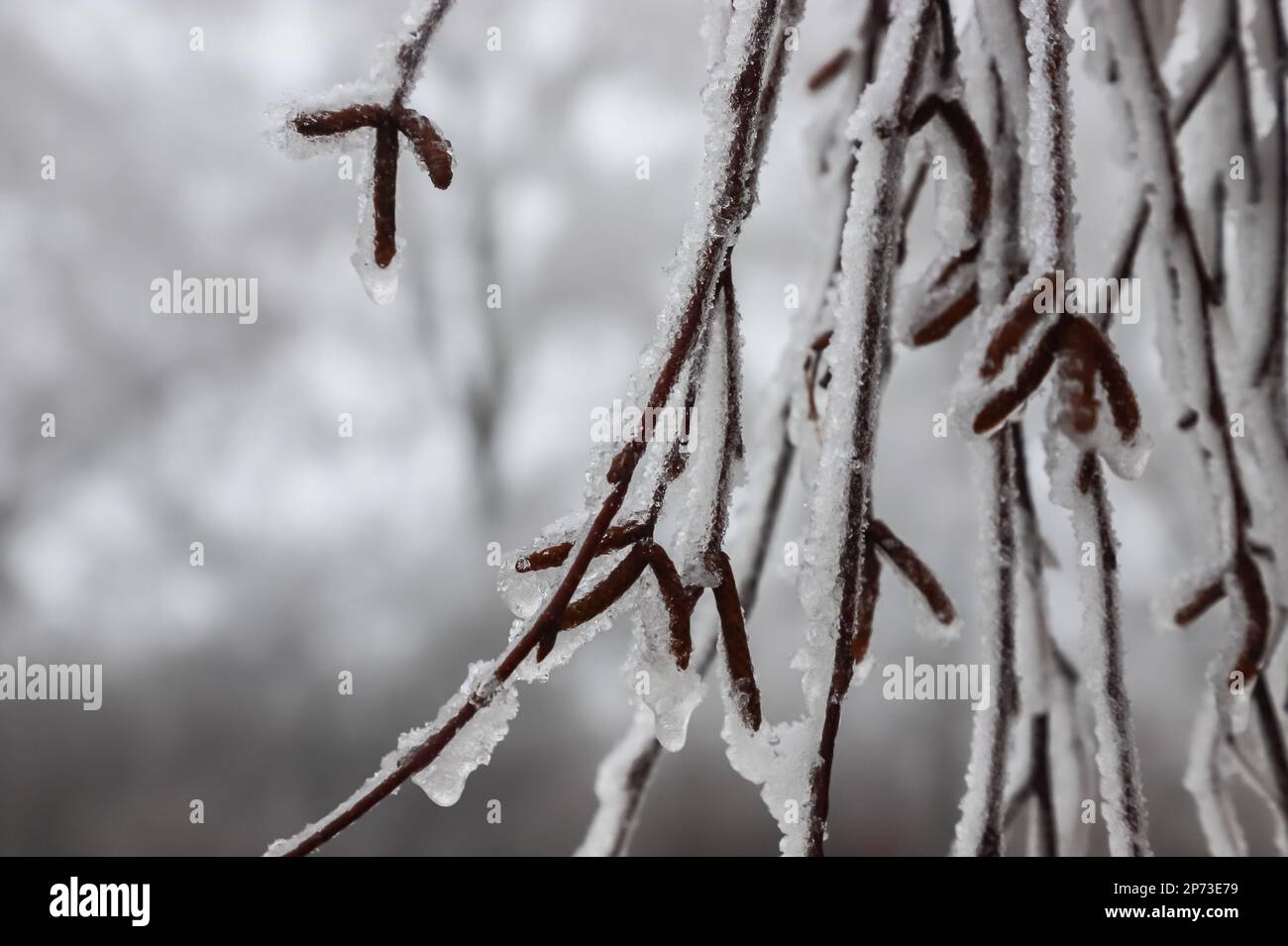 Branches covered with ice after freezing rain. Sparkling ice covered ...
