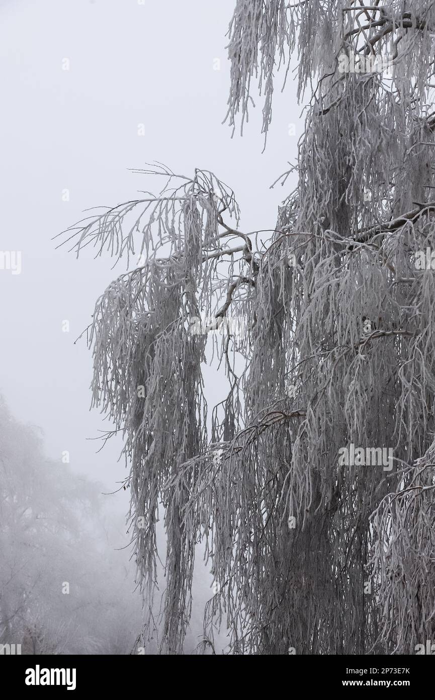 Branches covered with ice after freezing rain. Sparkling ice covered ...