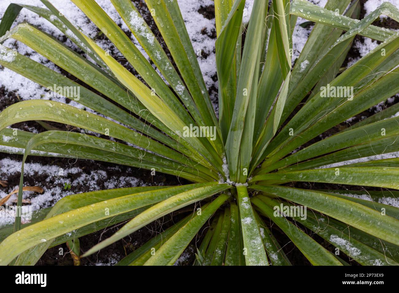 Frost-resistant blue palm lily known as Yucca rostrata stands snow ...