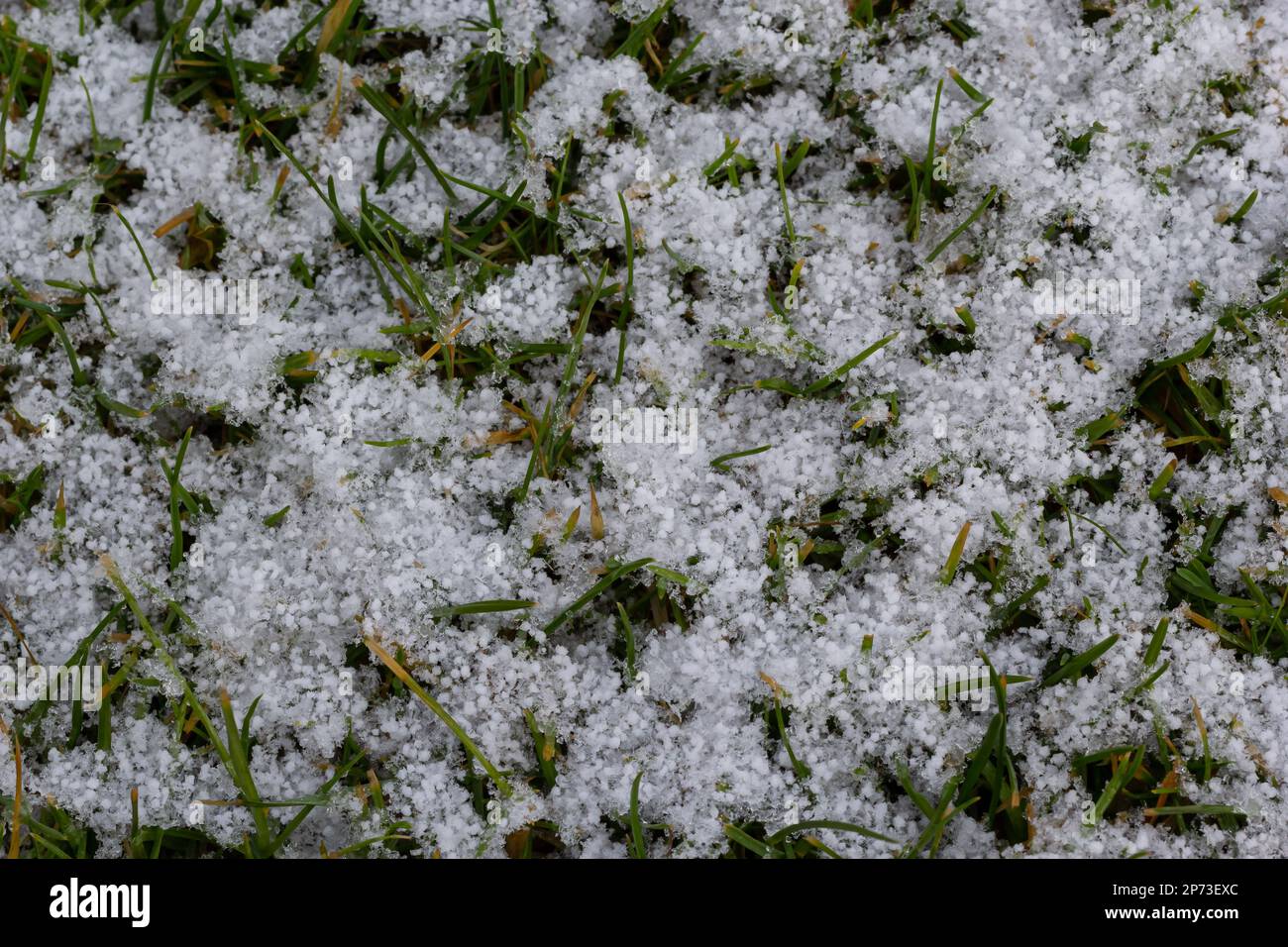 Green grass under first white snow background, pattern texture for use ...