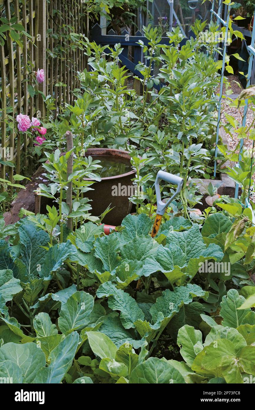 Vegetable plot hi-res stock photography and images - Alamy