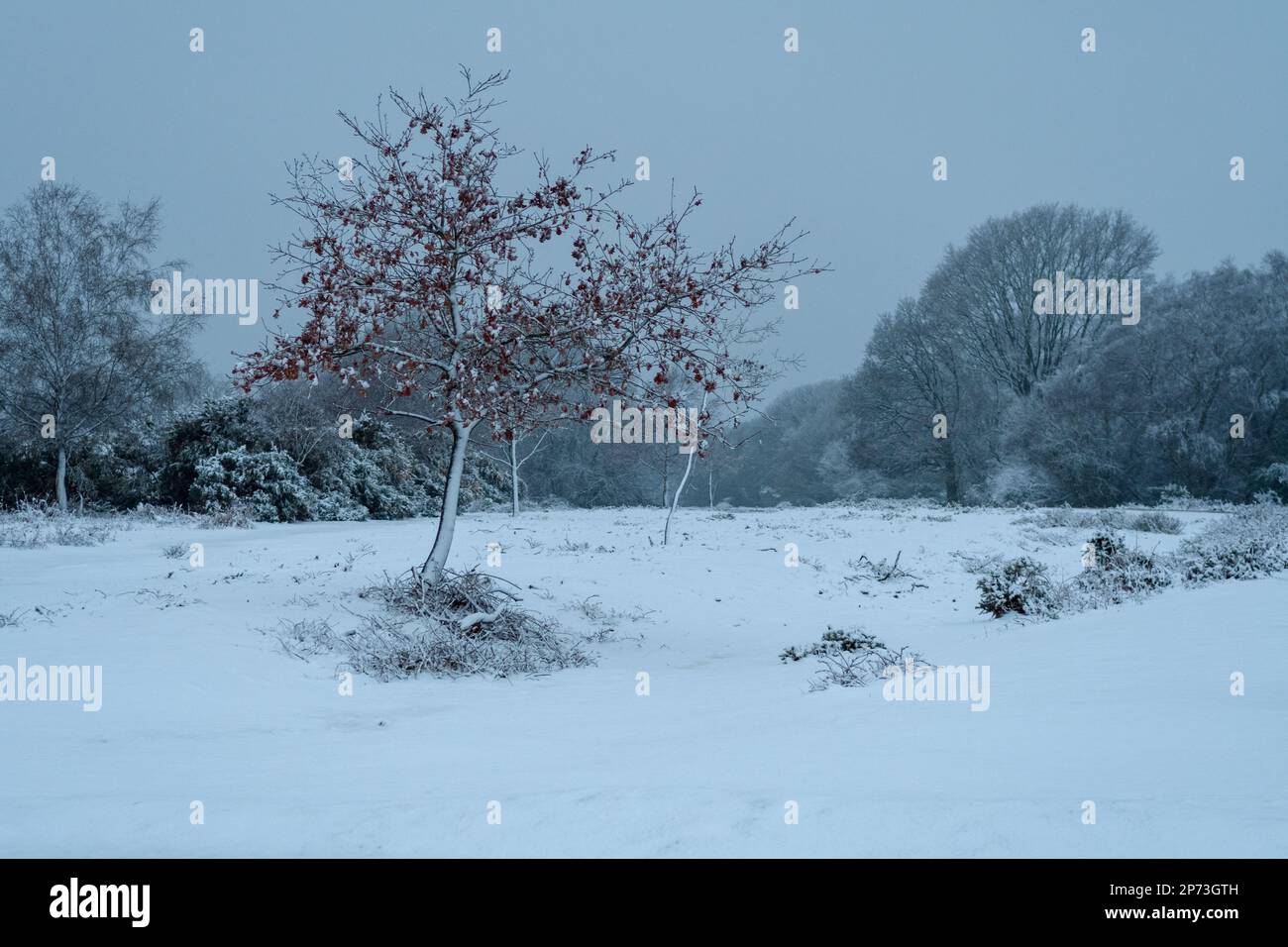 Wintry landscape with tree and snow, New Forest, Hampshire, England, UK ...