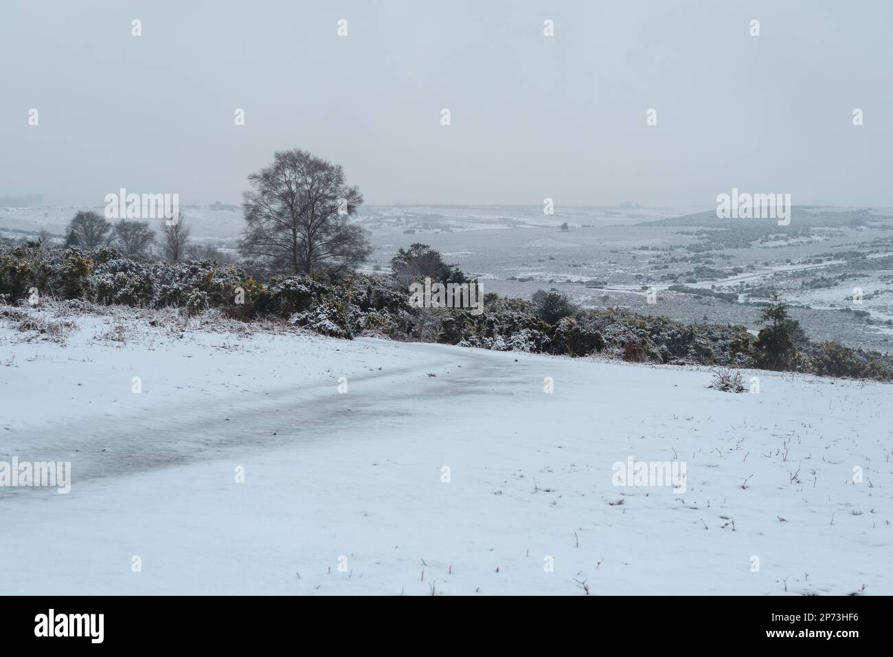 Wintry landscape with snow, New Forest, Hampshire, England, UK. Weather ...