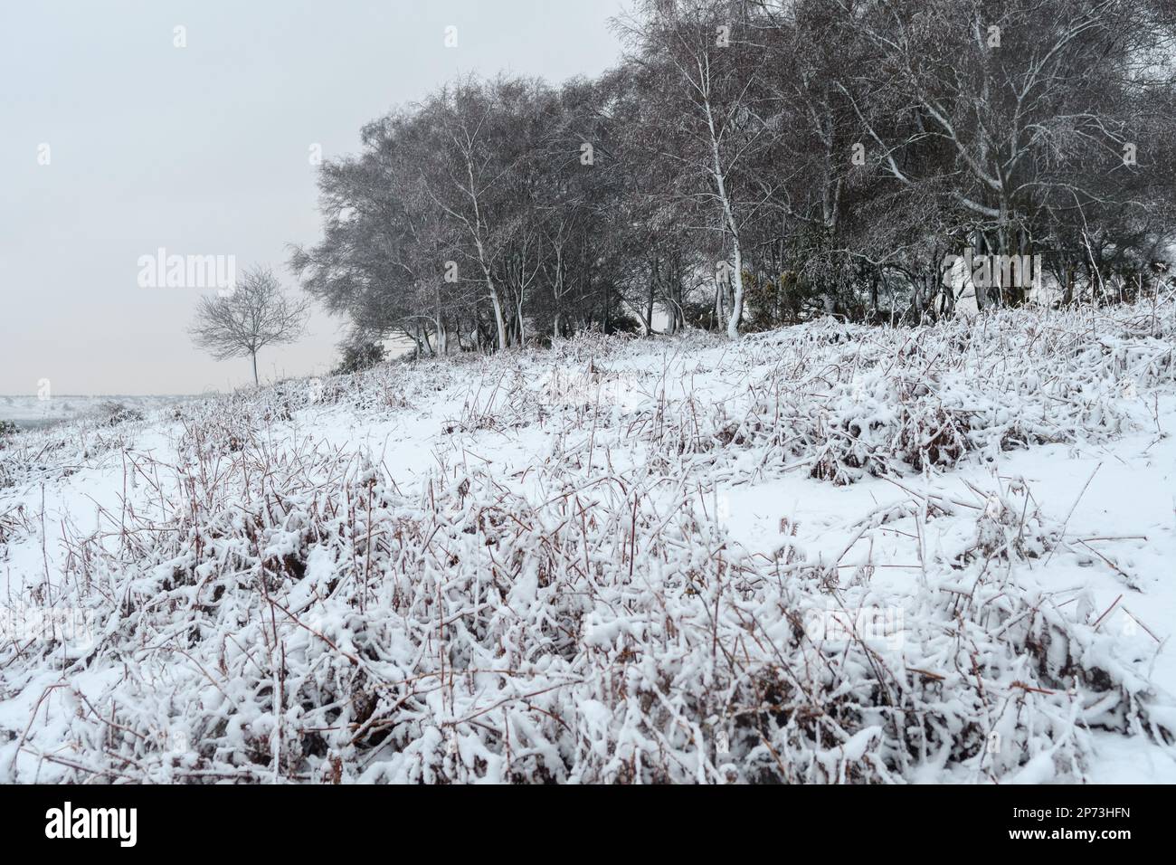Wintry scenes in countryside with trees, New Forest, Hampshire, England ...