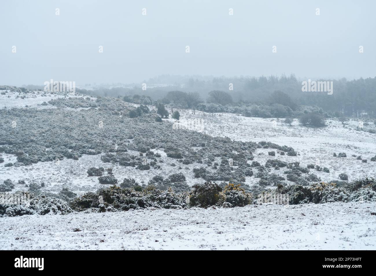 Wintry landscape with snow, New Forest, Hampshire, England, UK. Weather ...