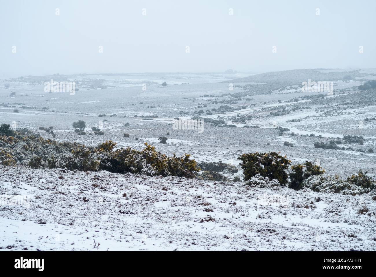 Wintry landscape with snow, New Forest, Hampshire, England, UK. Weather ...