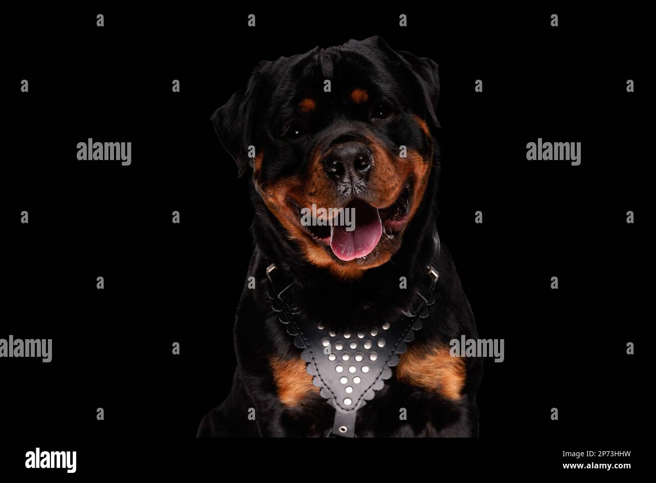 happy rottweiler puppy sticking out tongue and panting while wearing ...