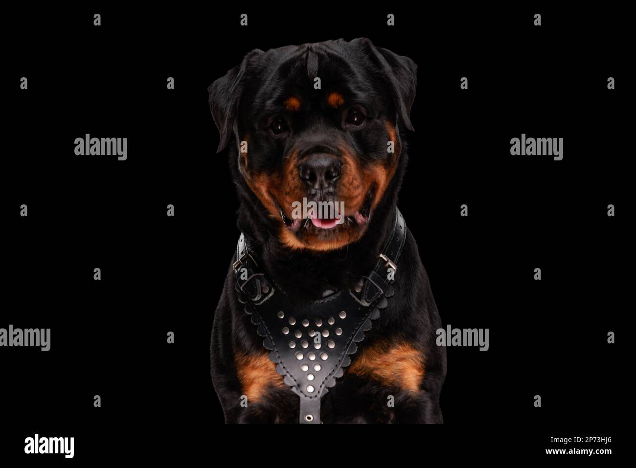 sweet rottweiler dog sticking out tongue and panting while sitting in ...