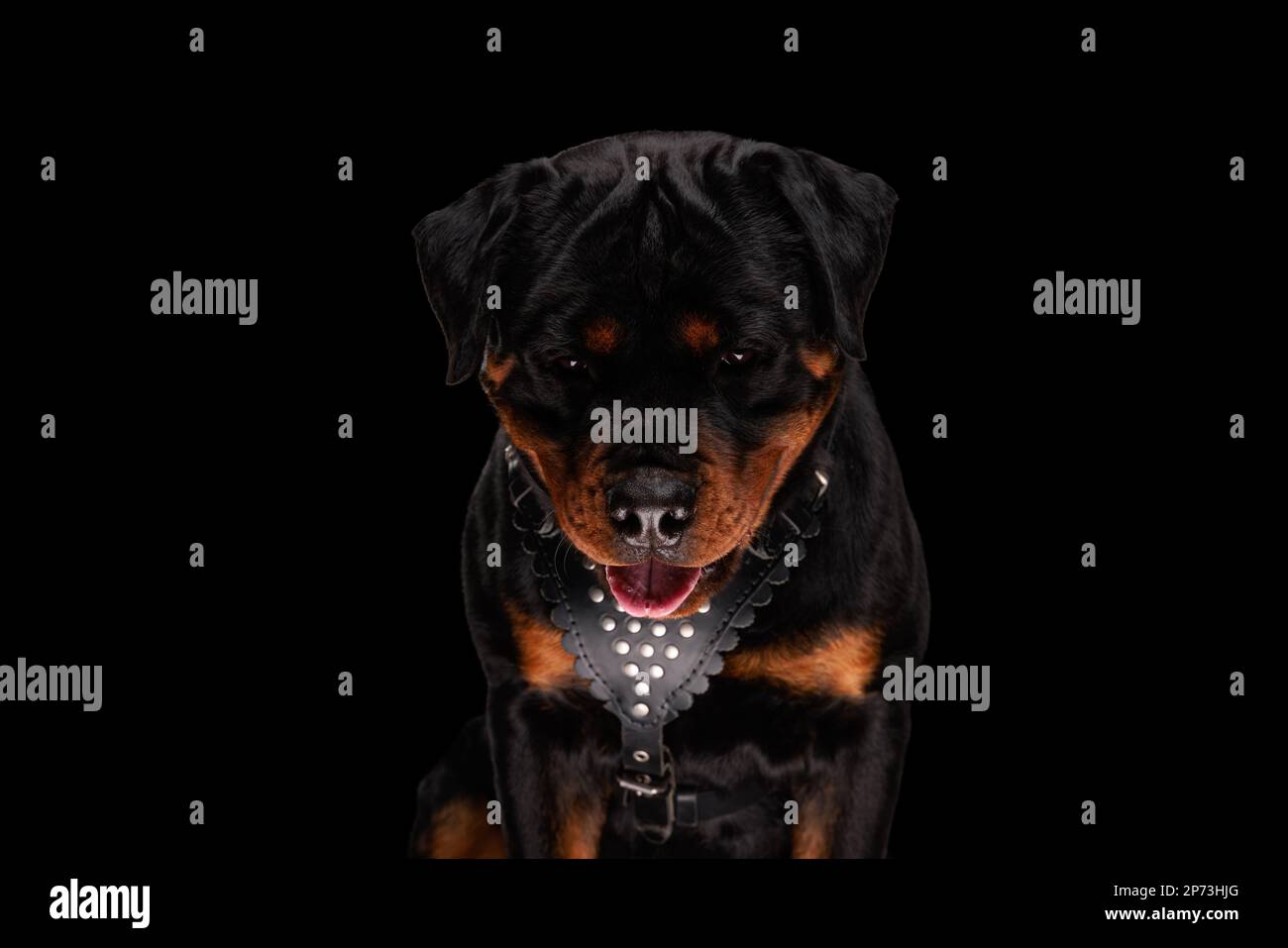 Rottweiler Angry Wallpaper