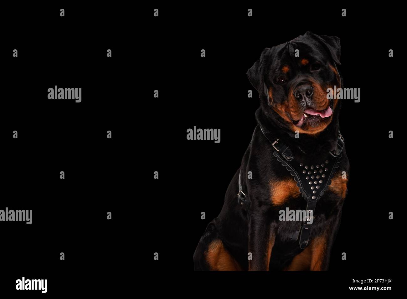 sweet rottweiler dog with leather collar sticking out tongue and ...