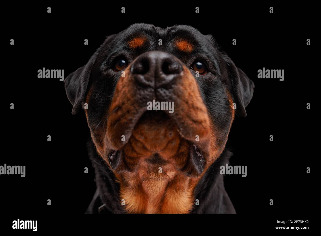Close up rottweiler puppy hi-res stock photography and images - Alamy