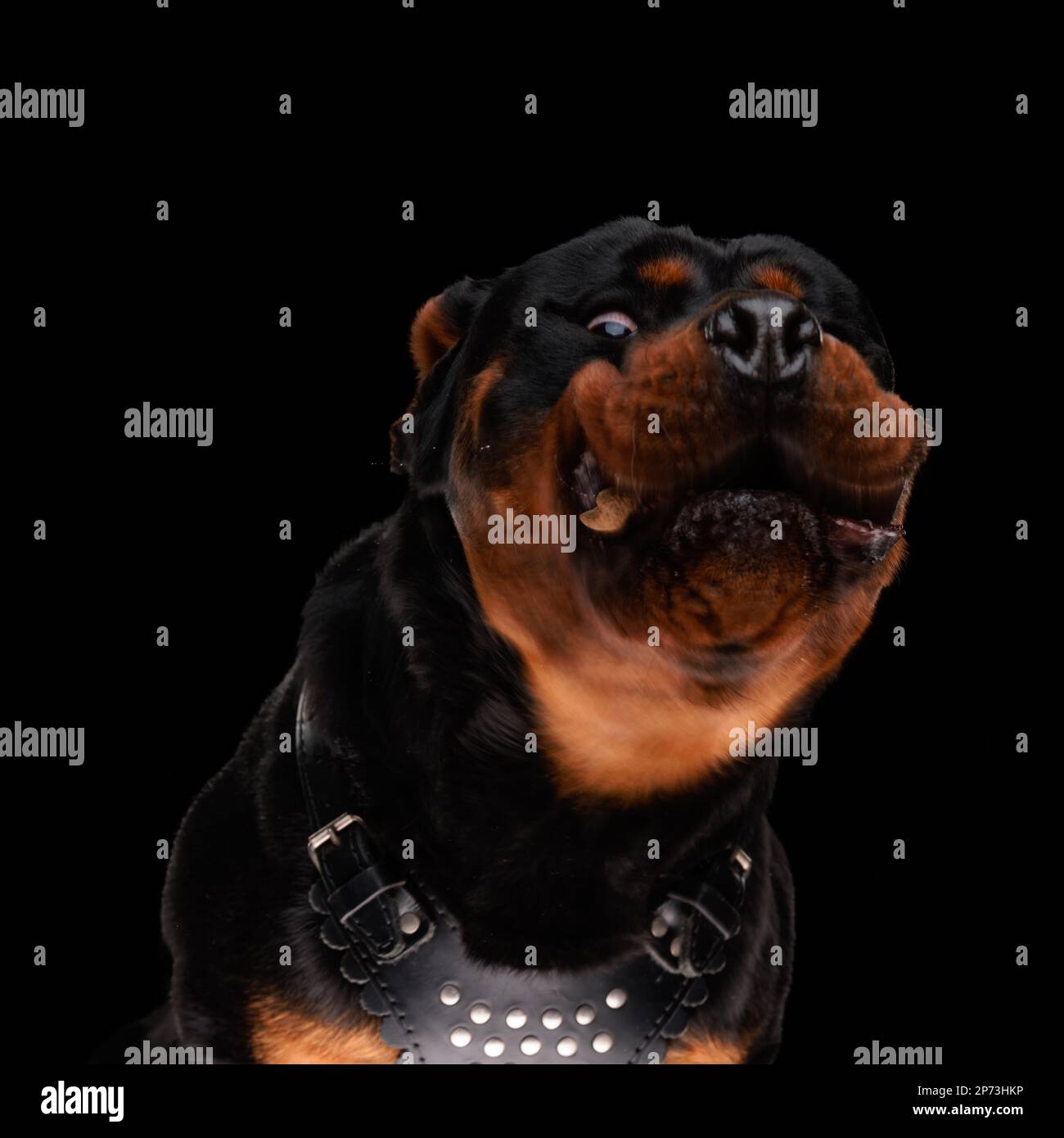 funny rottweiler puppy being hungry and catching long awaited food ...