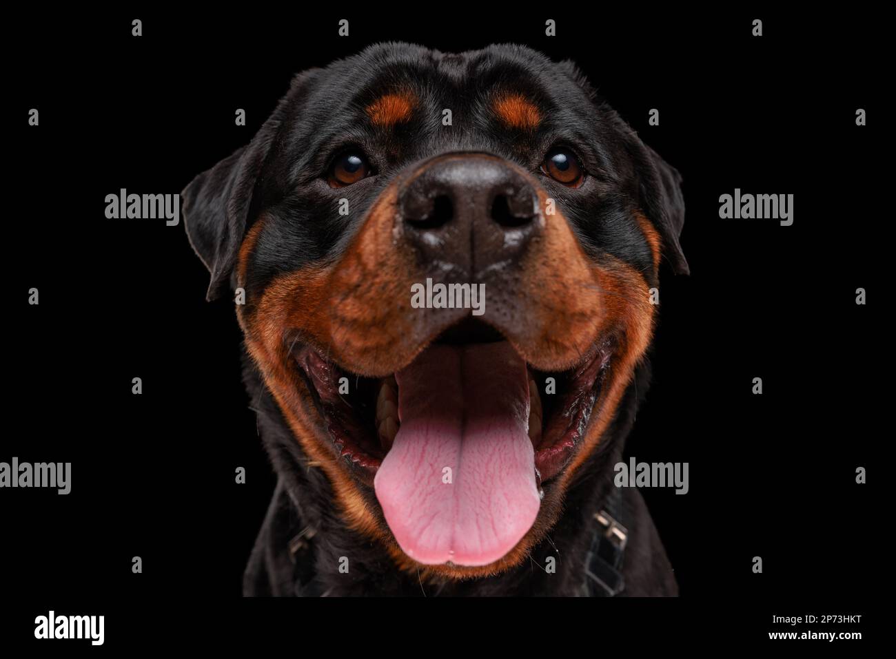 happy rottweiler dog looking up, sticking out tongue and panting, being ...