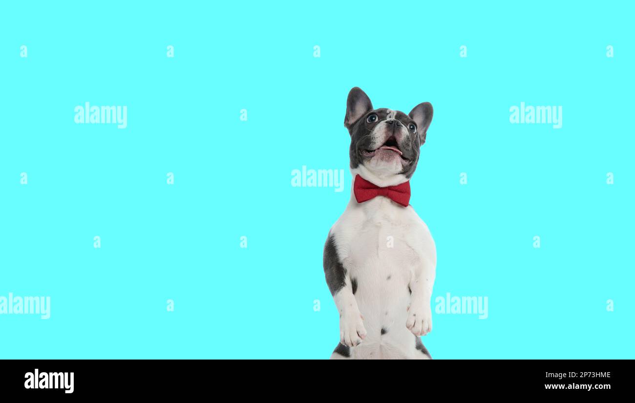 Picture of cute french bulldog dog standing on hind legs and panting in ...