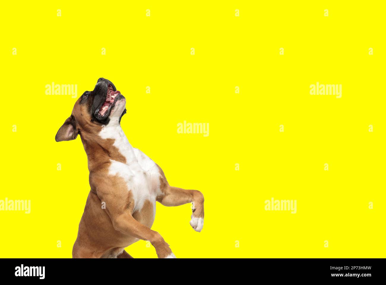 Picture of beautiful boxer dog standing on hind legs and panting in an ...