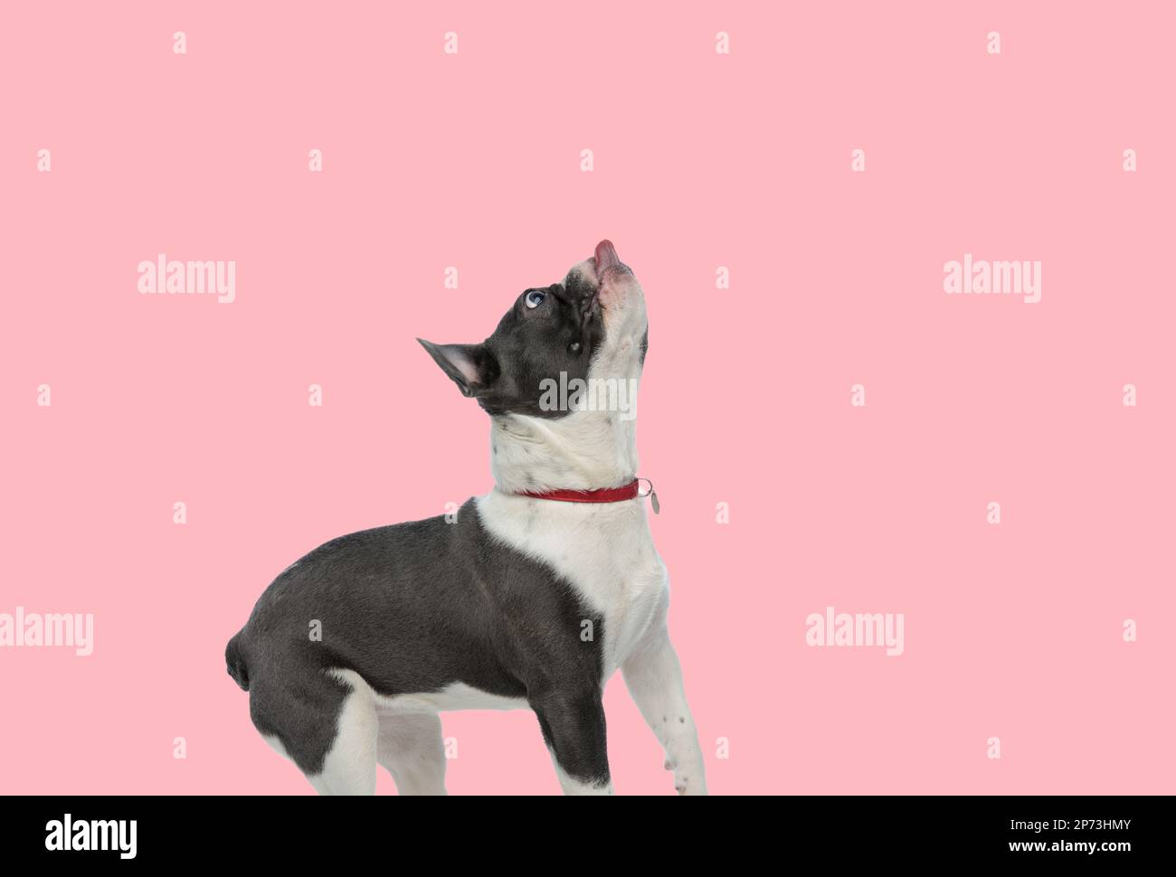 Picture of adorable french bulldog dog trying to reach something with ...