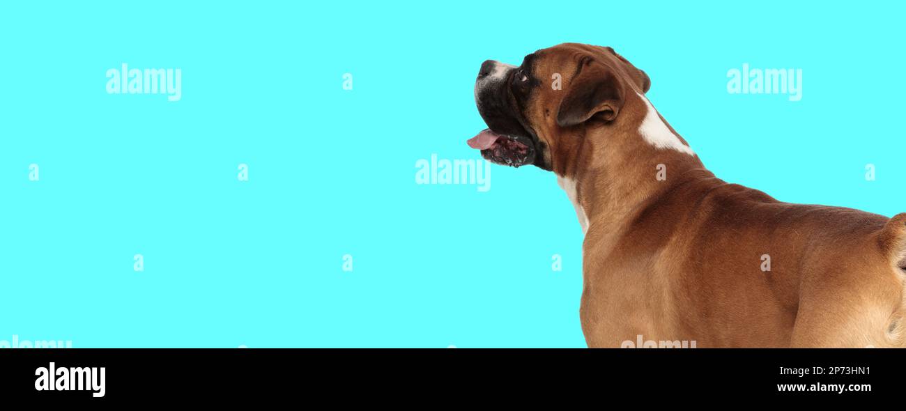 Picture of cute boxer dog looking to side and panting in an animal ...