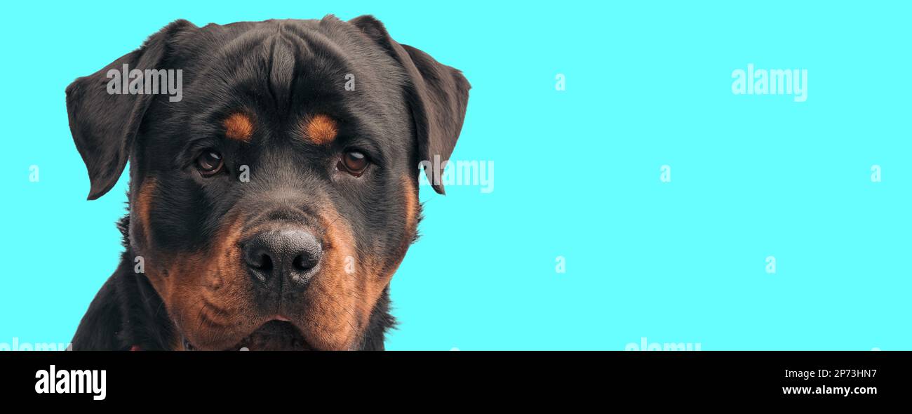 Picture of sweet rottweiler dog making a gloomy face in an animal ...