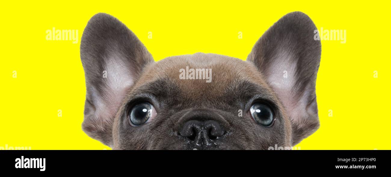 Picture of beautiful french bulldog dog hiding his face in an animal ...